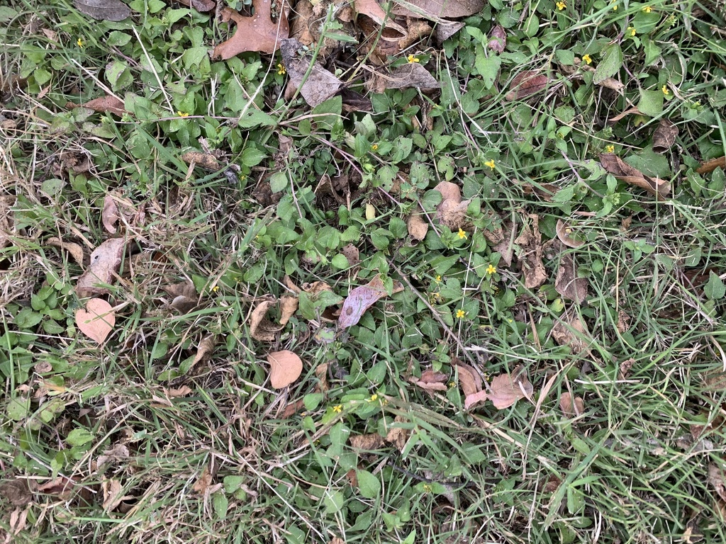 straggler daisy from RM-2222, Austin, TX, US on November 24, 2021 at 02 ...