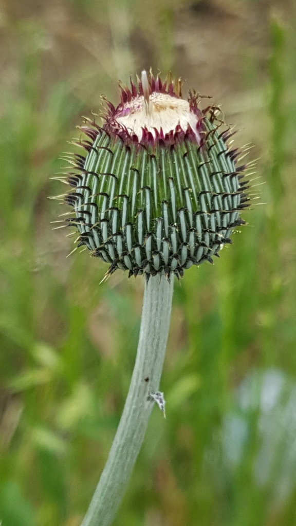 Texas Thistle (Cirsium texanum) - Botanical Realm