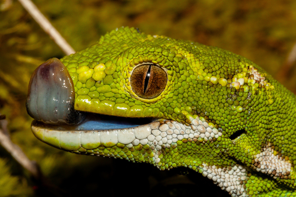 Jewelled Gecko in September 2020 by Carey-Knox-Southern-Scales ...