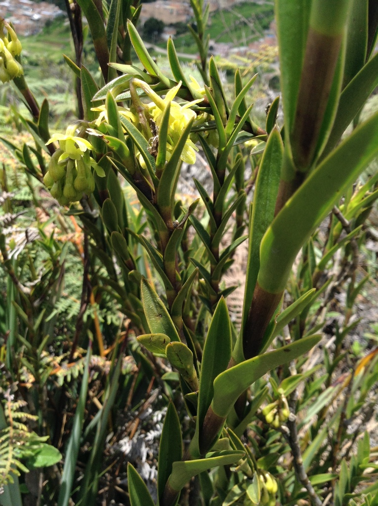Epidendrum from Bogotá, D.C. , CO-CU, CO on April 28, 2018 at 11:39 AM ...