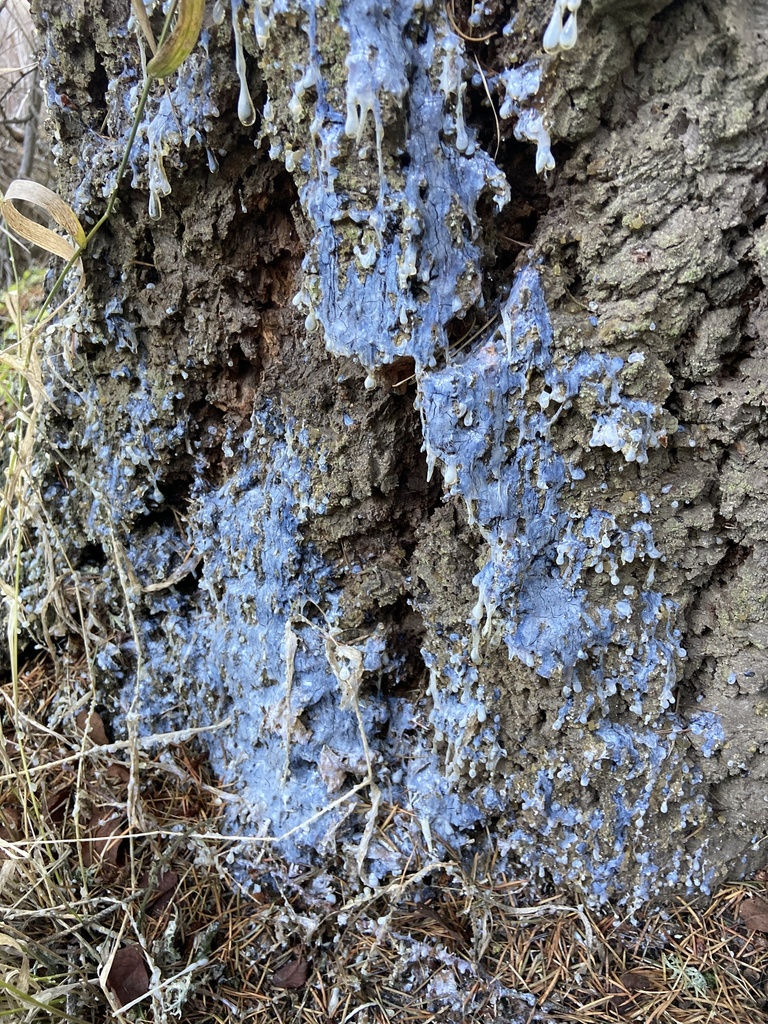 conifers from Colfax, WA, US on November 26, 2021 at 01:09 PM by ...