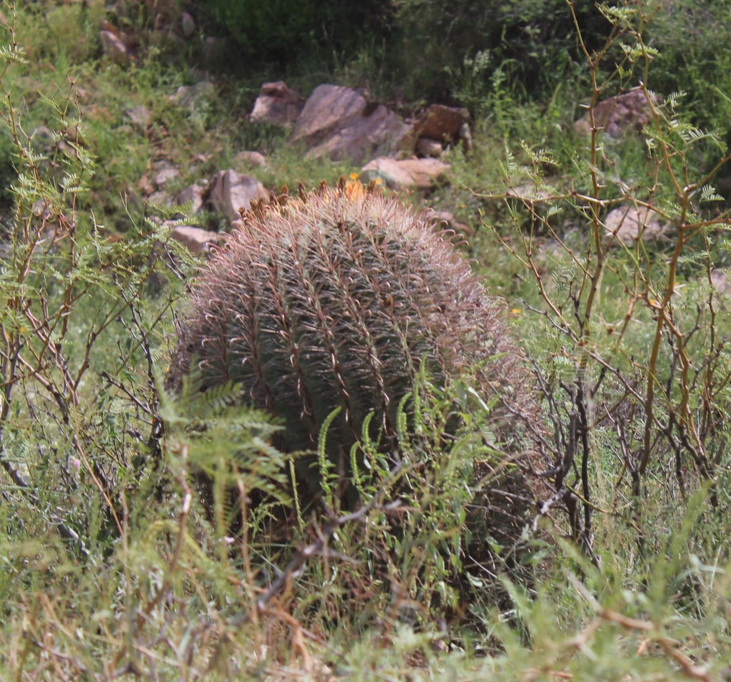 fishhook barrel cactus in August 2021 by Ana Gatica Colima · iNaturalist
