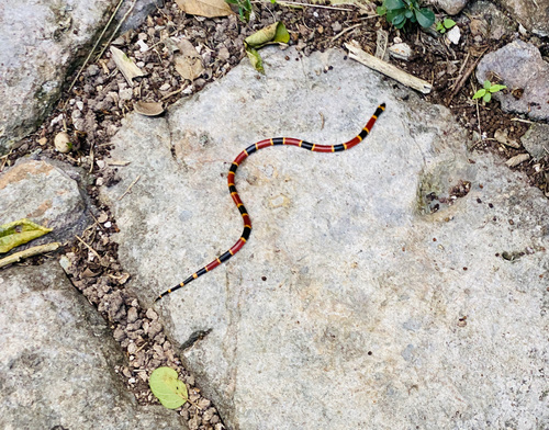 Variable Coralsnake (Micrurus diastema) - Snakes and Lizards