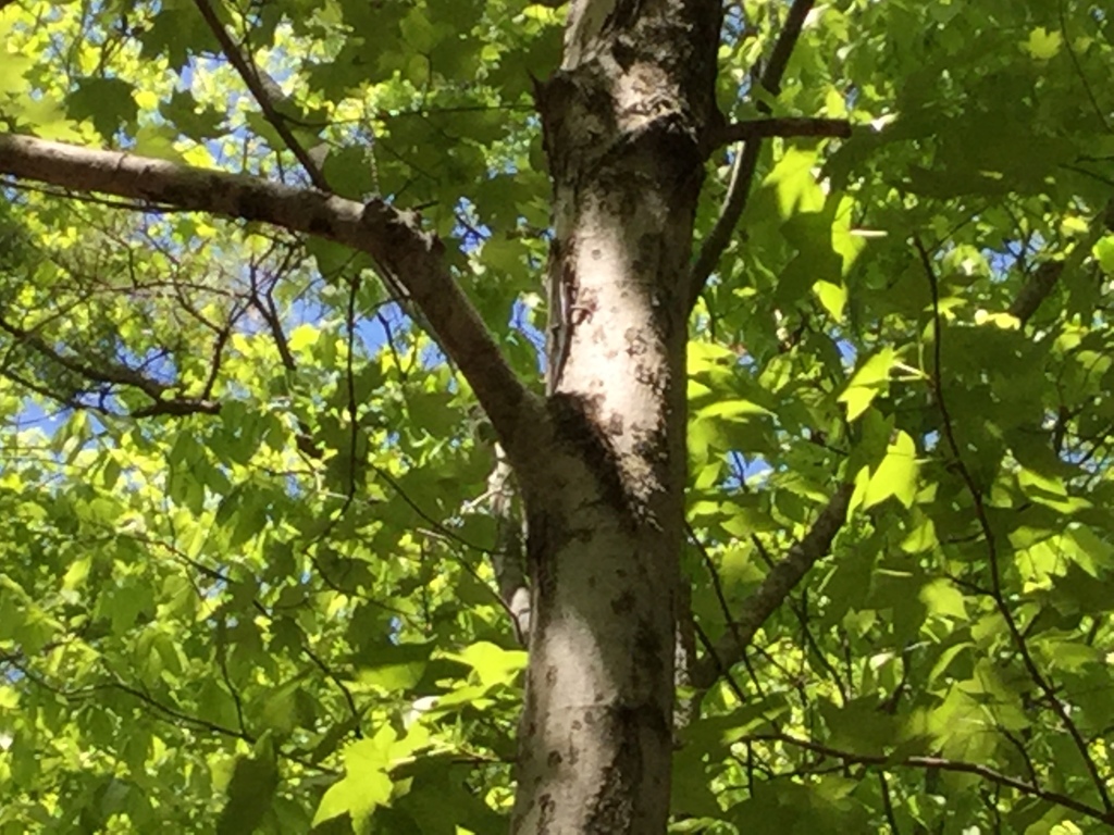 Lizards from 7650 Griffins Gate Dr, Concord, NC, US on April 30, 2018 ...