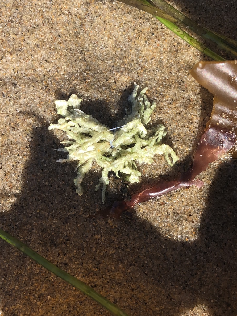 plants from Hollister Ave, Goleta, CA, US on October 27, 2021 at 10:24 ...