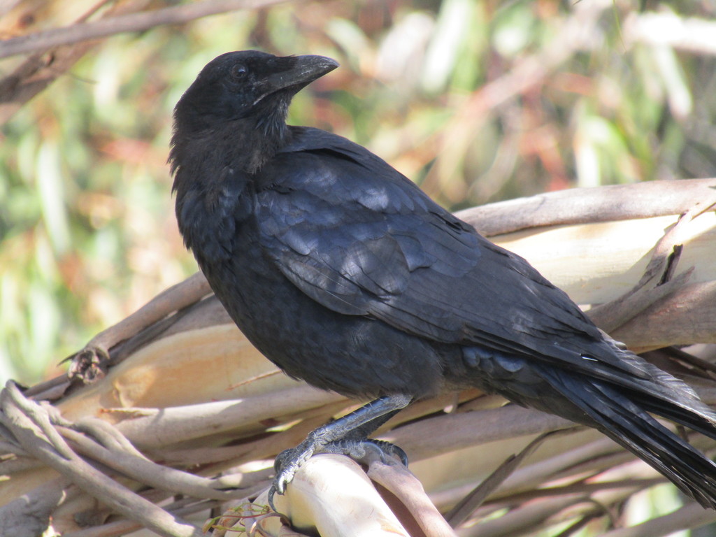 Crows and Ravens from Mount Martha VIC, Australia on December 31, 2017 ...