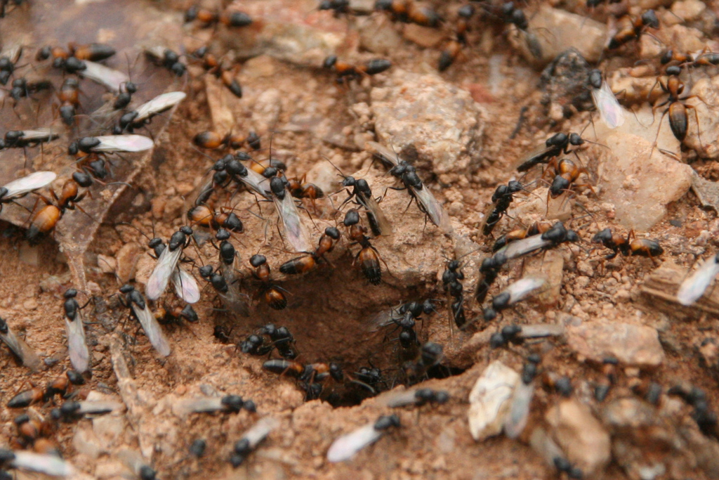 Painted Strobe Ant from Brisbane QLD, Australia on November 27, 2021 at ...