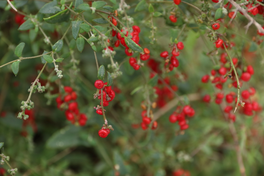 Climbing saltbush from Little River VIC 3211, Australia on November 27 ...