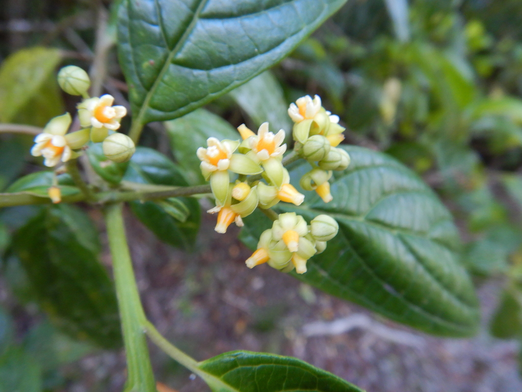 Native Hydrangea from Brooklyn, Mareeba, Queensland, Australia on ...