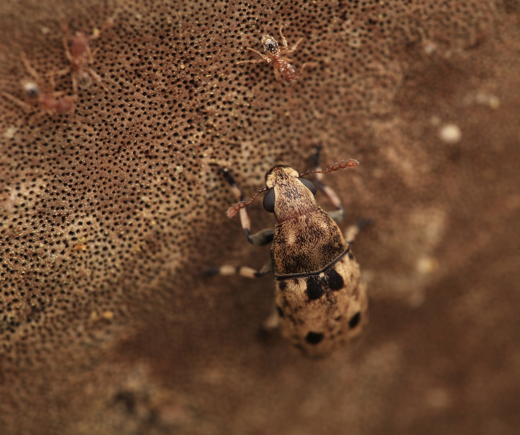 Euparius modicus from Southern Islands, Singapore on April 30, 2021 at ...