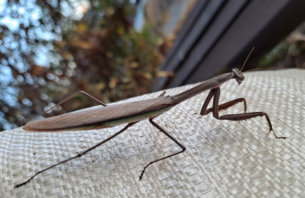 Narrow-winged Mantis from Geochang-gun, Gyeongsangnam-do, South Korea ...