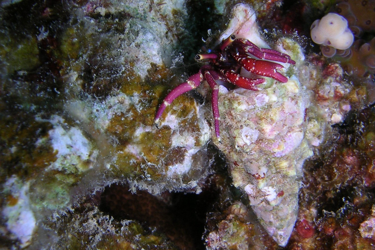 Calcinus rosaceus Heller, 1861