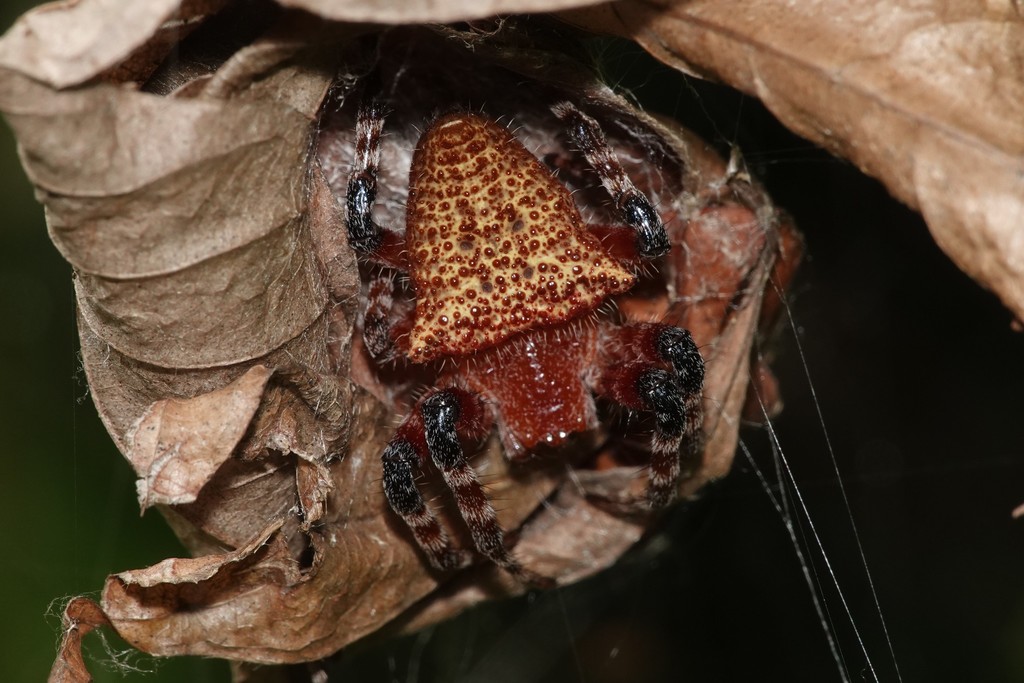 Red Tent Spider from Pasir Ris, Singapore on November 27, 2021 at 03:59 ...