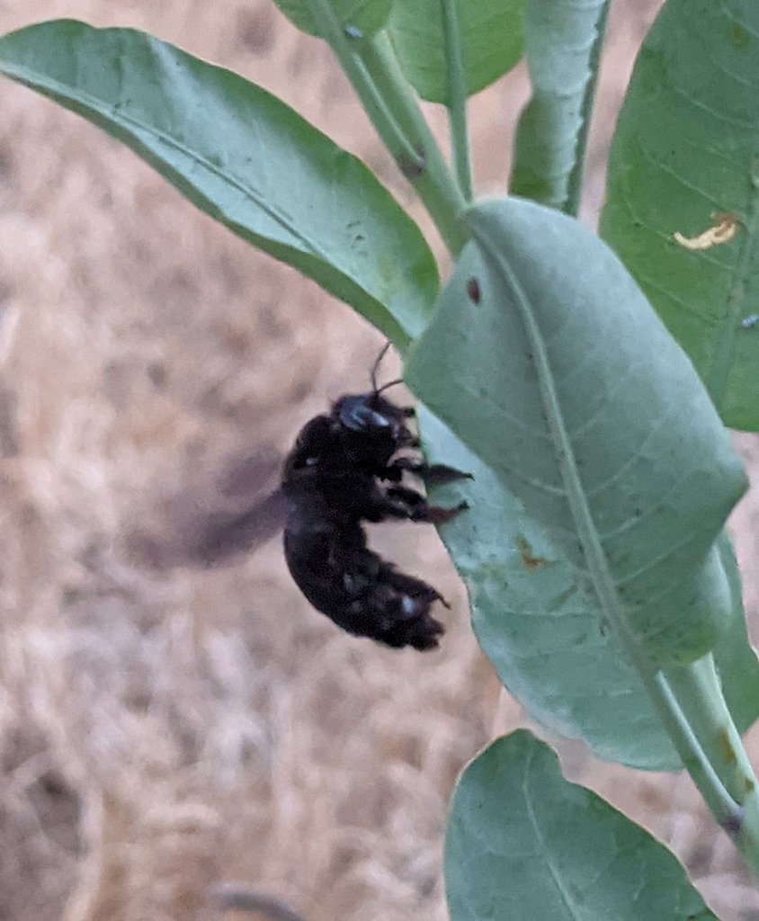 Large Carpenter Bees from Sanagasta Department, La Rioja Province ...