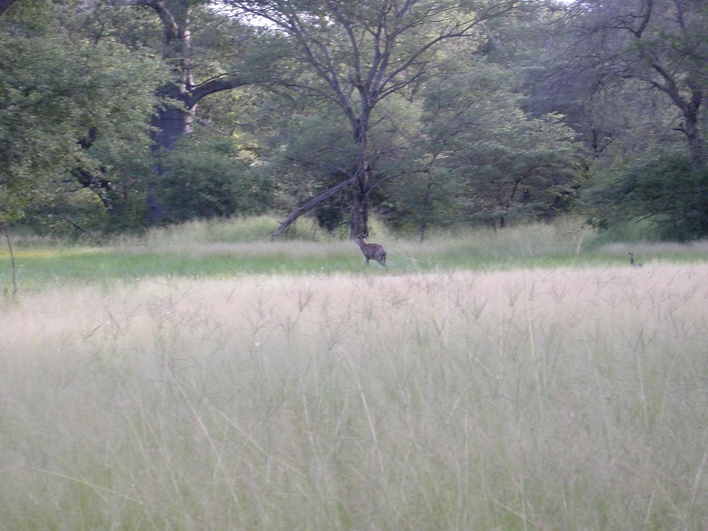 Sitatunga from Ngamiland North, Botswana on March 9, 2008 at 03:23 PM ...