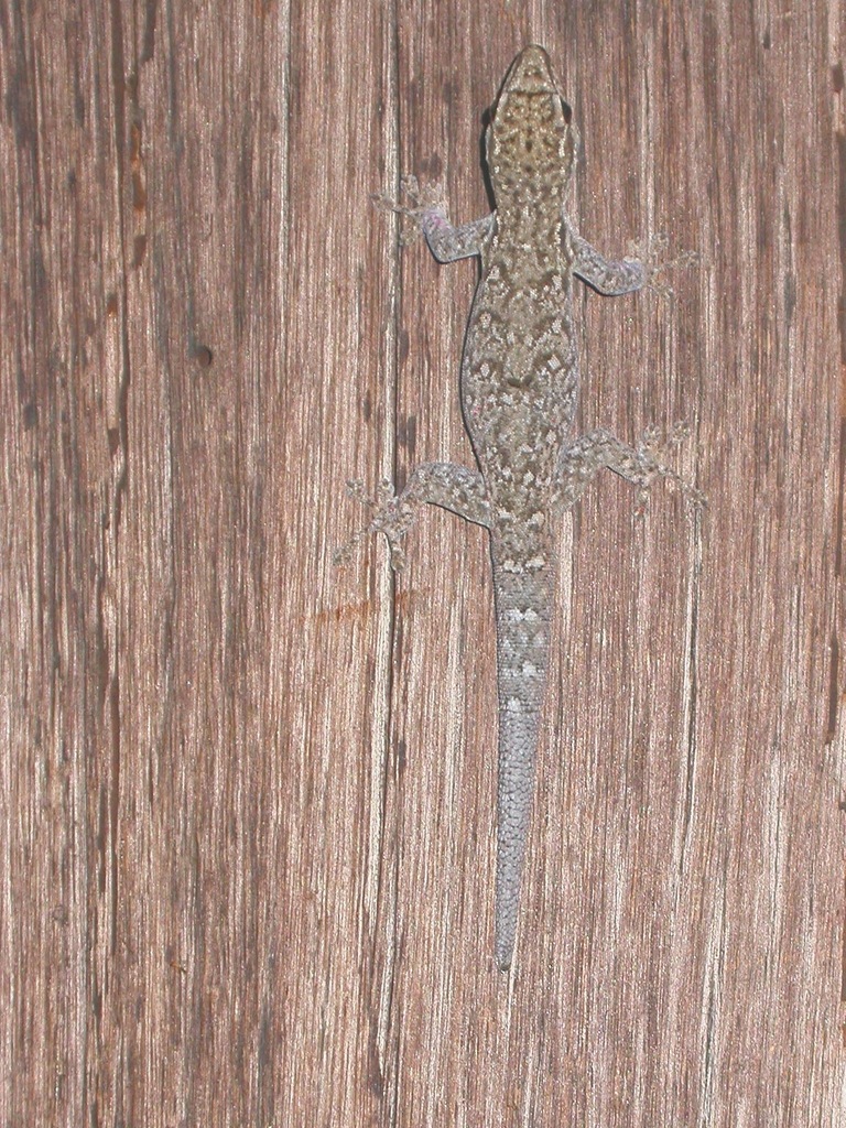 Chobe Dwarf Gecko from Kavango Region, Namibia on March 10, 2008 at 12: ...