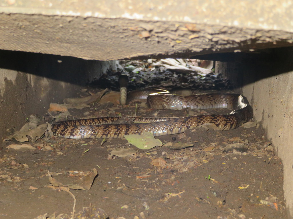 Oriental Rat Snake from Madiun, Madiun City, East Java, Indonesia on ...