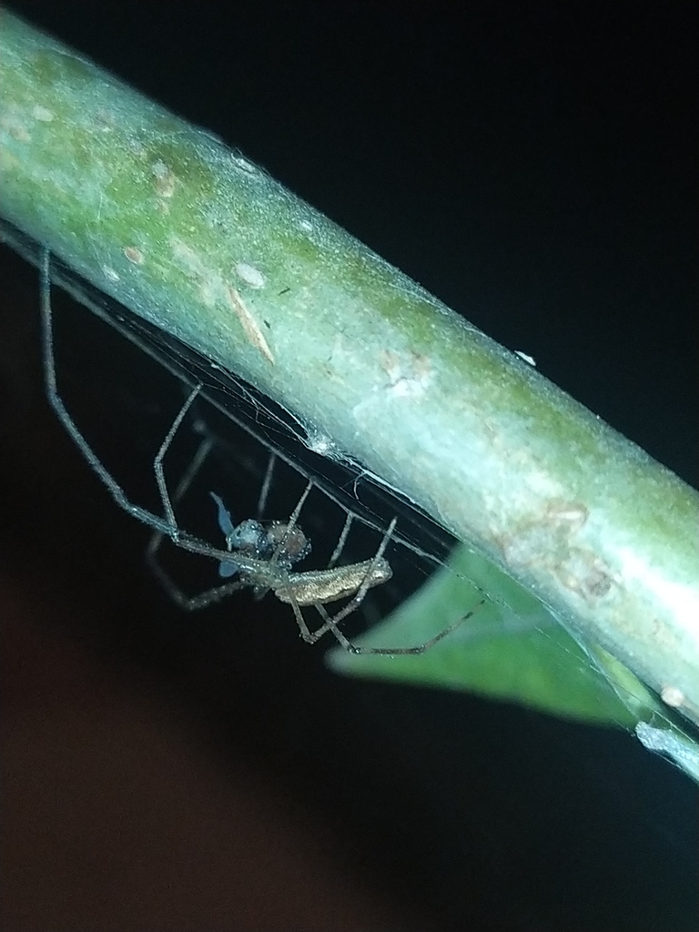 Leaf-running Spiders from Pilkhi, Bihar 803116, India on November 27 ...