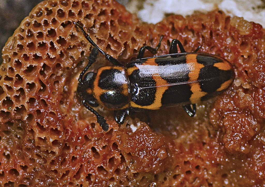 Thallis atricornis from Joyners Ridge Rd, England Creek QLD 4306 ...