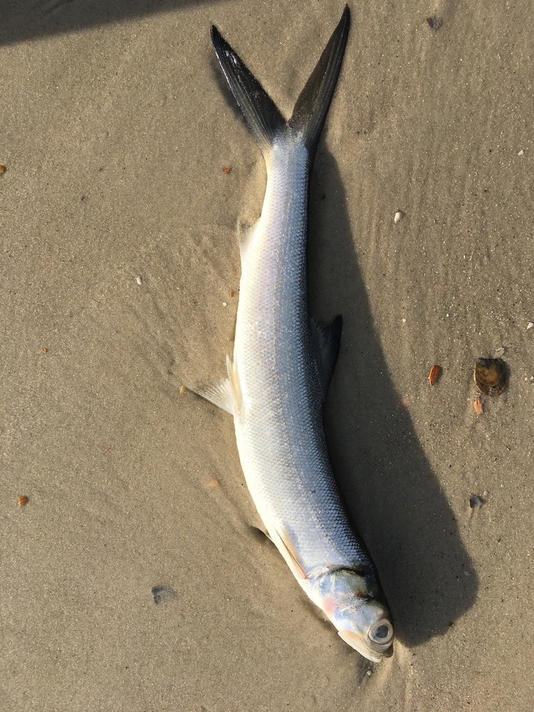 Ladyfish from St. Vincent Island, FL, US on October 23, 2021 at 05:11 ...