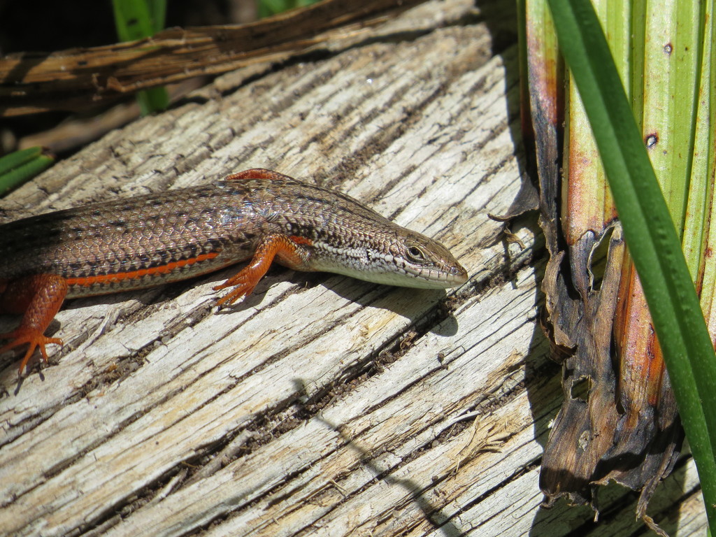 Red-Sided Skink from Wynberg NU (2), Cape Town, 7824, South Africa on ...