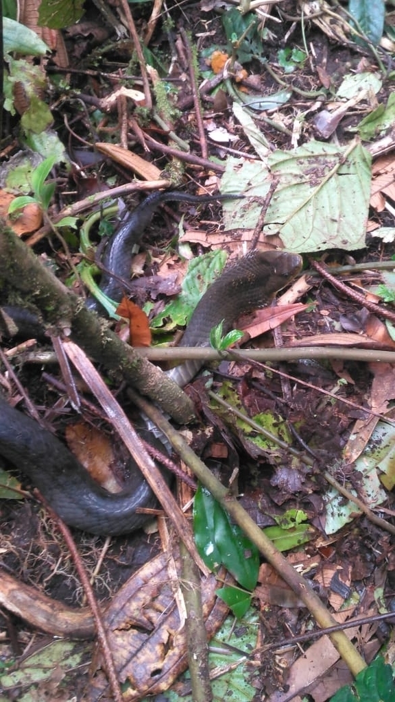 Dull Bamboo Snake from Dusun III Berubahan, Kemutug Lor, Kec. Baturaden ...