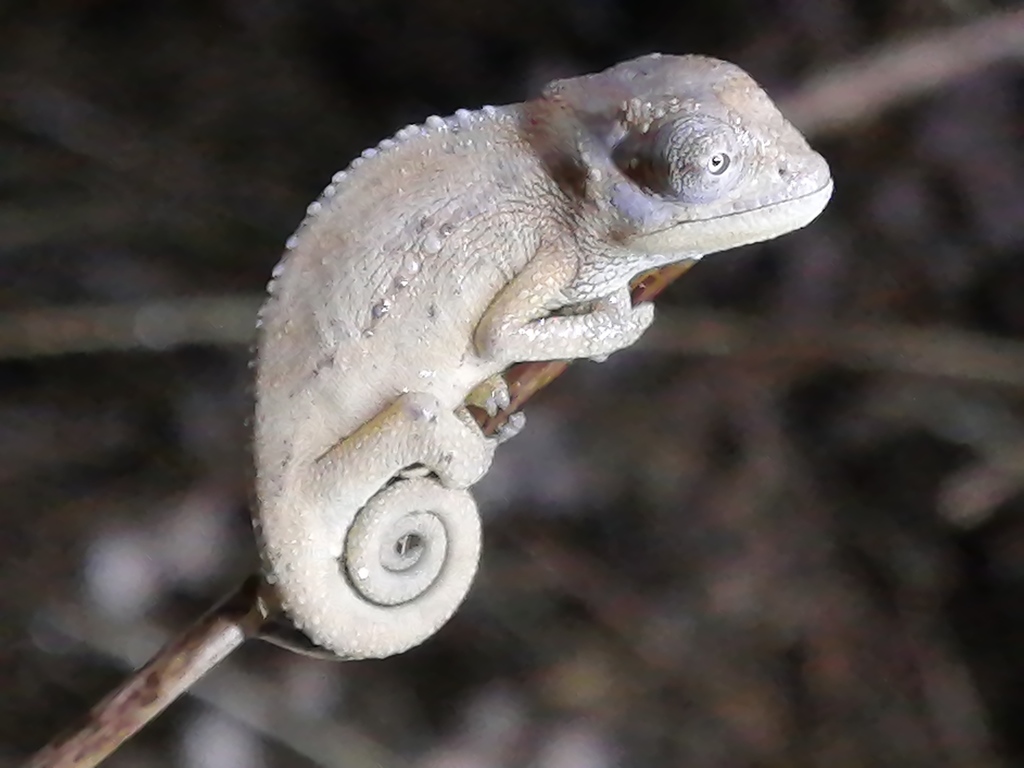 Cape Dwarf Chameleon (Reptiles and amphibians of the Cape Flats Nature ...