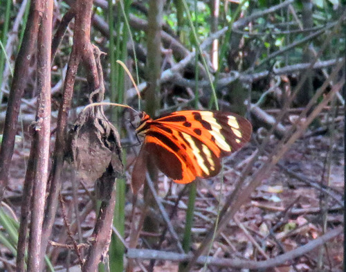 Subspecies Melinaea marsaeus macaria · iNaturalist