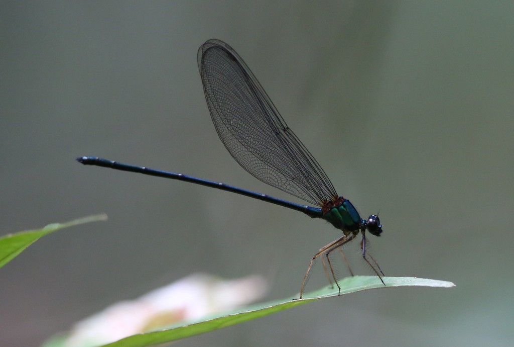 Echo uniformis from North Tapanuli Regency, North Sumatra, Indonesia on ...