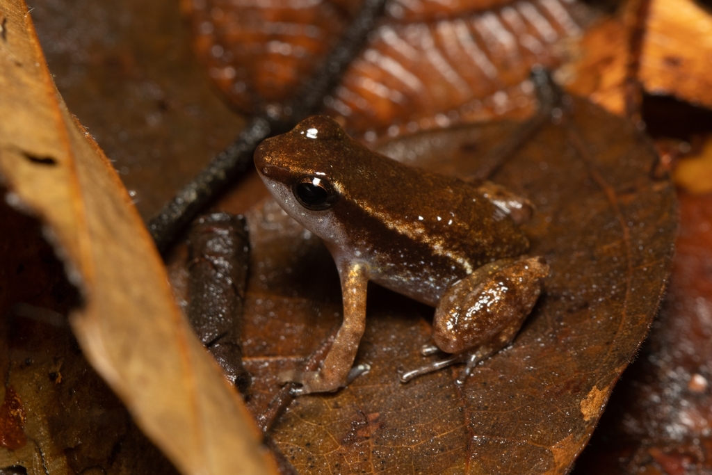 Stephen's Rocket Frog from Reserva Florestal Adolpho Ducke on December ...