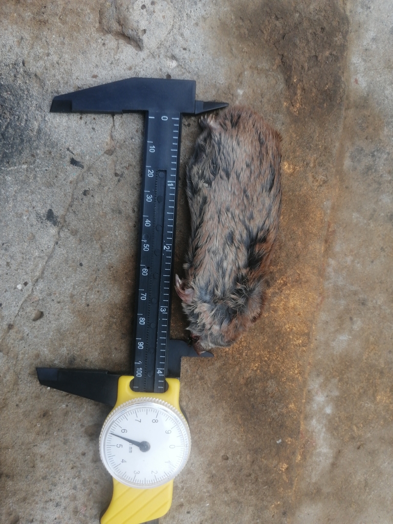 Sclater's Golden Mole from 6 New Street, Ladybrand, 9745, South Africa ...