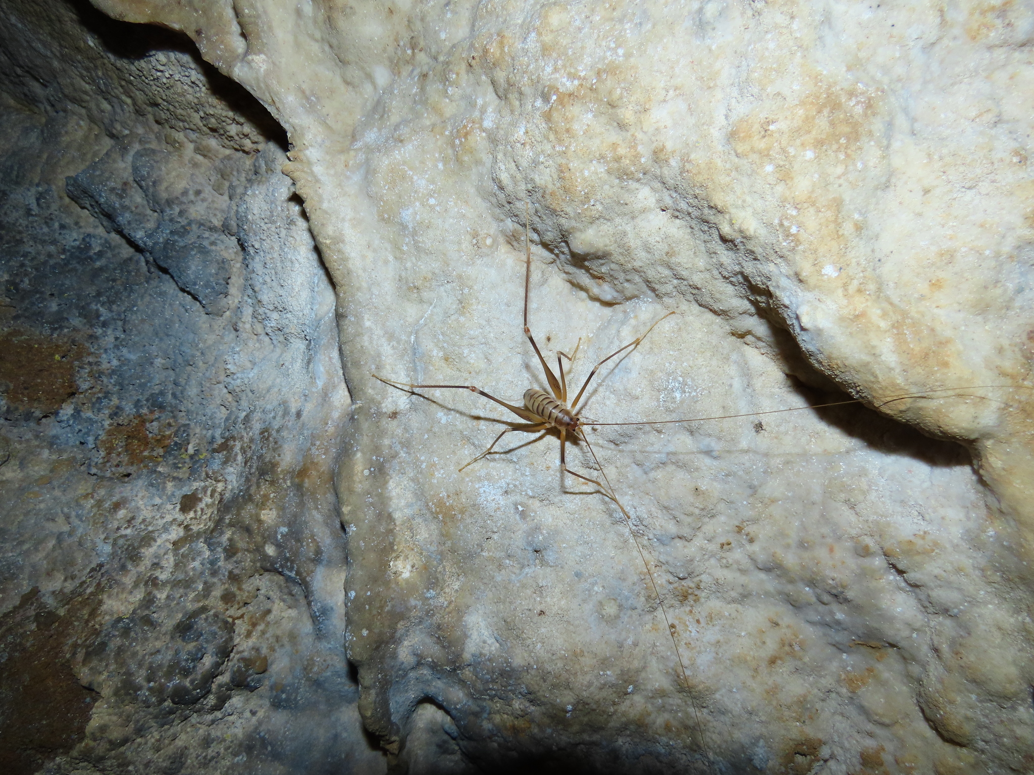 Dolichopoda linderii (Dufour, 1861)