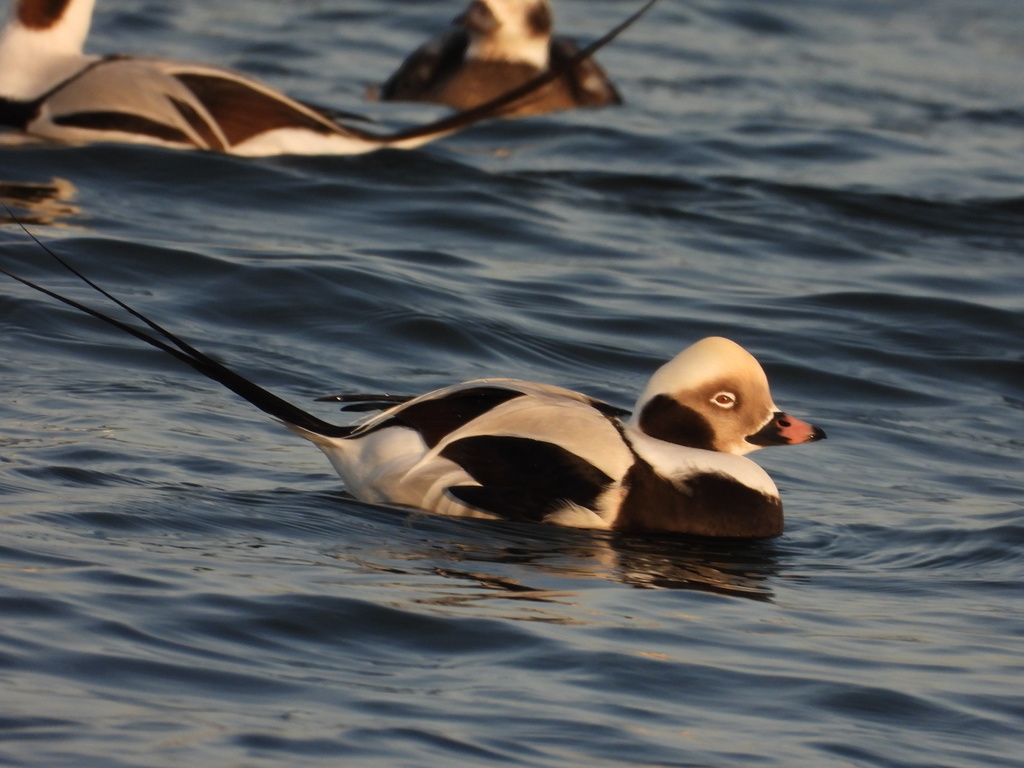 Long-tailed Duck from Hamilton Beach A, Hamilton, ON, Canada on ...