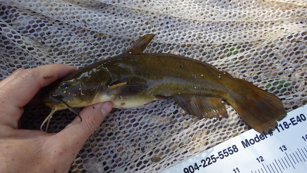 Yellow Bullhead from Real County, TX, USA on April 17, 2018 at 09:24 AM ...