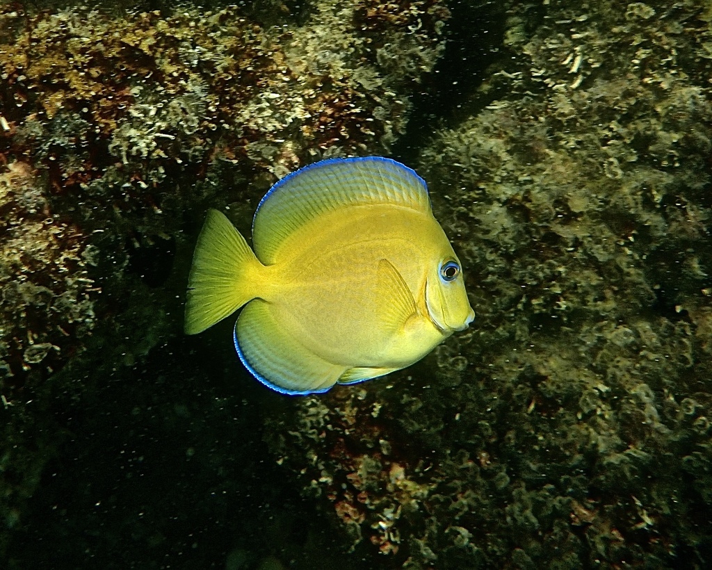 Atlantic Blue Tang from Sarasota, FL, USA on August 27, 2016 at 01:49 ...
