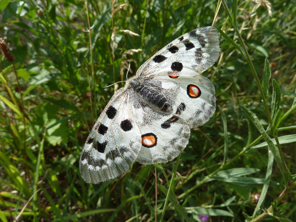 Apollo in June 2011 by Gerrit Öhm. Moselapollo (Parnassius apollo ...
