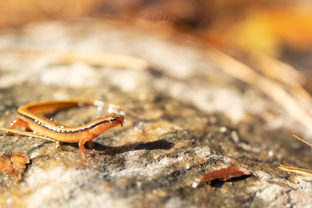 Southern Two-lined Salamander in November 2021 by Ken Wang · iNaturalist