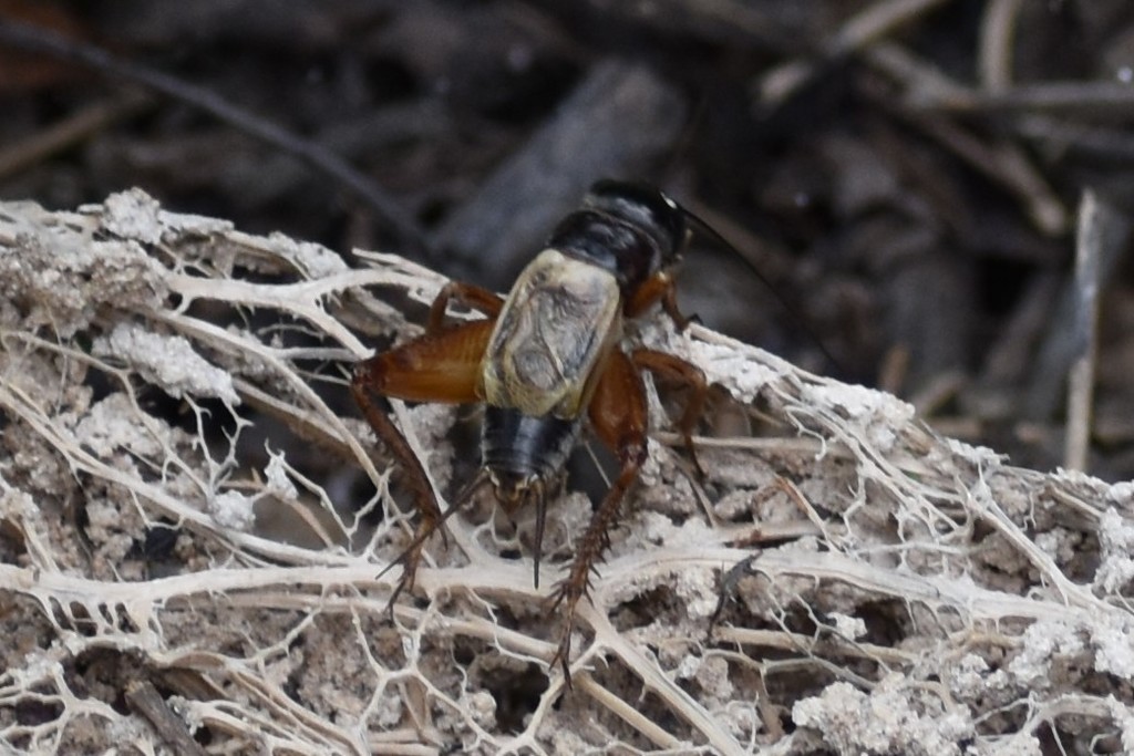 Field Crickets from Huarochirí, Perú on January 01, 2021 at 01:19 PM by ...