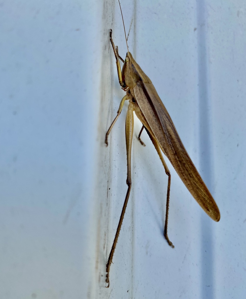 Broad-tipped Conehead from E Johnson Ave, Lake Wales, FL, US on ...