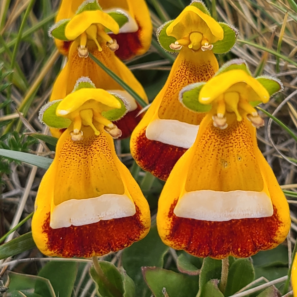Darwin's Slipper (Calceolaria uniflora) - Botanical Realm