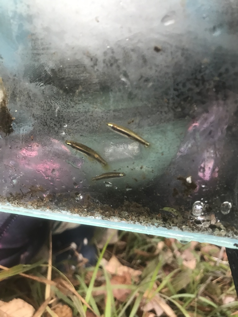 Pygmy Killifish from Jeff Sanders Rd, Carrabelle, FL, US on November 26 ...