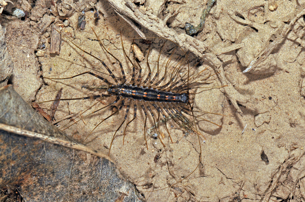 House Centipedes from Puntarenas Province, Monteverde, Costa Rica on ...