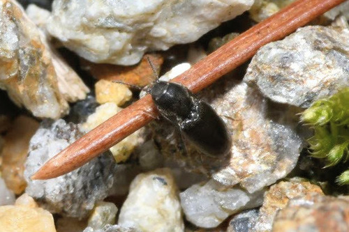 Genus Quasimus · iNaturalist