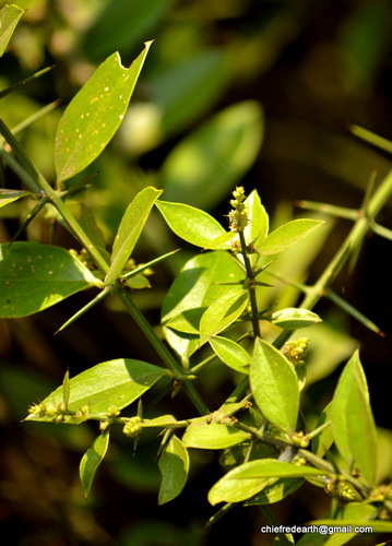 Needle Bush (Homeowner Plant guide for Gardens) · iNaturalist