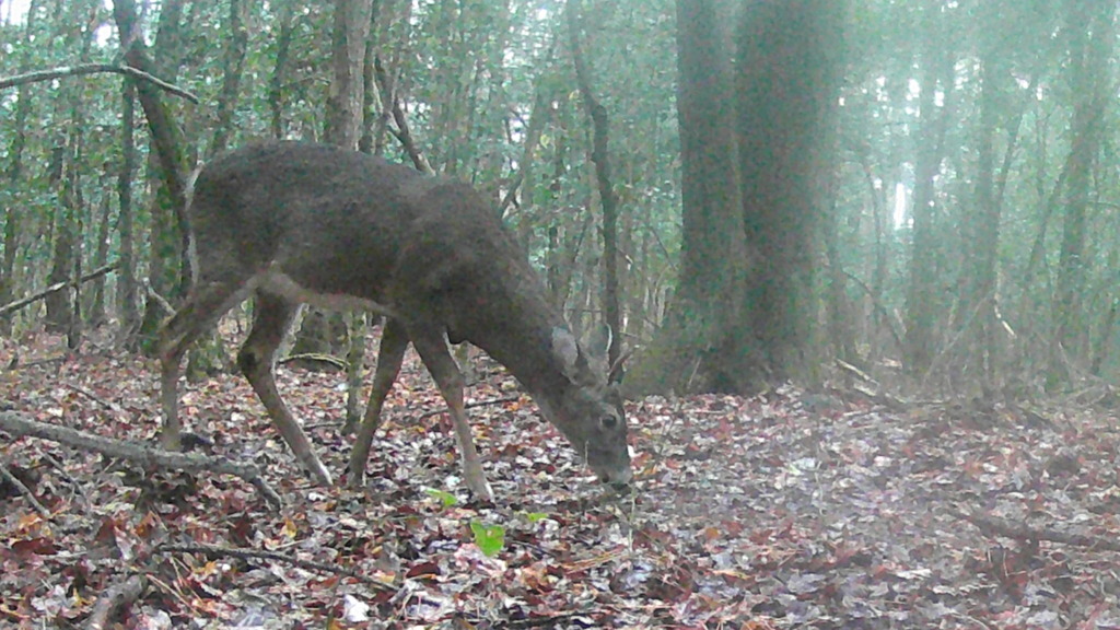 White-tailed Deer from Sussex County, DE, USA on November 22, 2021 at ...