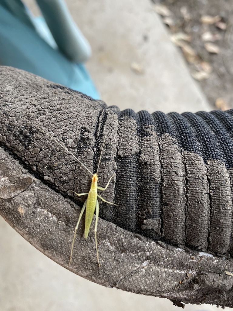 Narrow-winged Tree Cricket from Kerrwood Ln, Houston, TX, US on ...