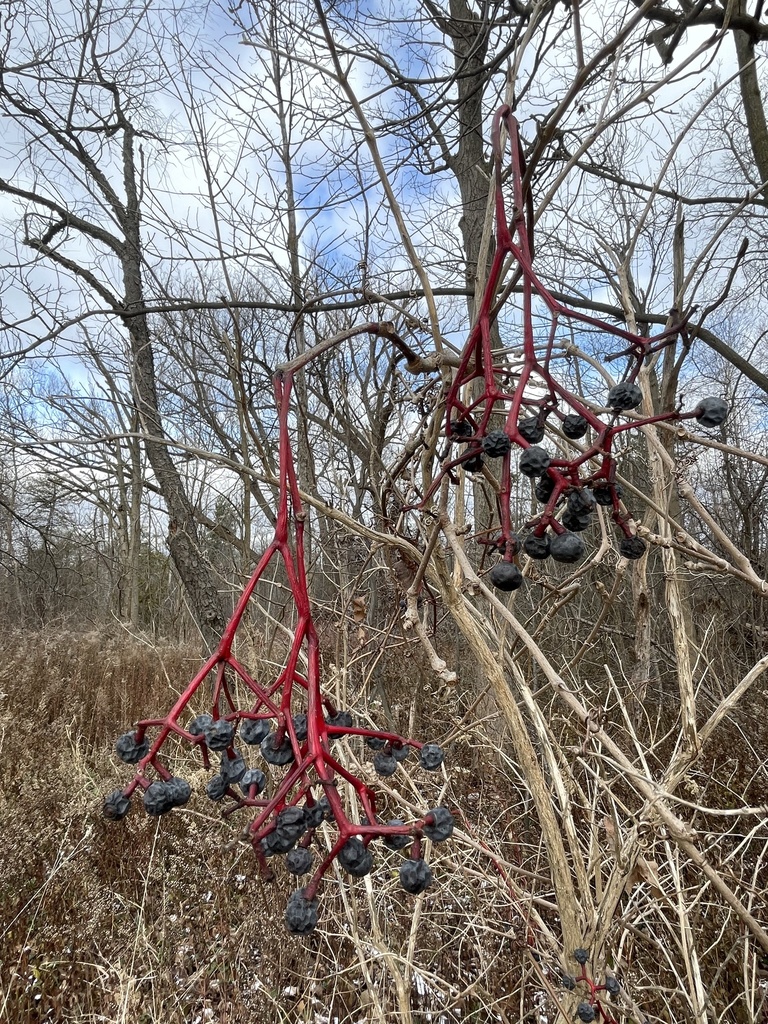 thicket creeper from Anndale Park, Waterloo, ON, CA on November 27 ...