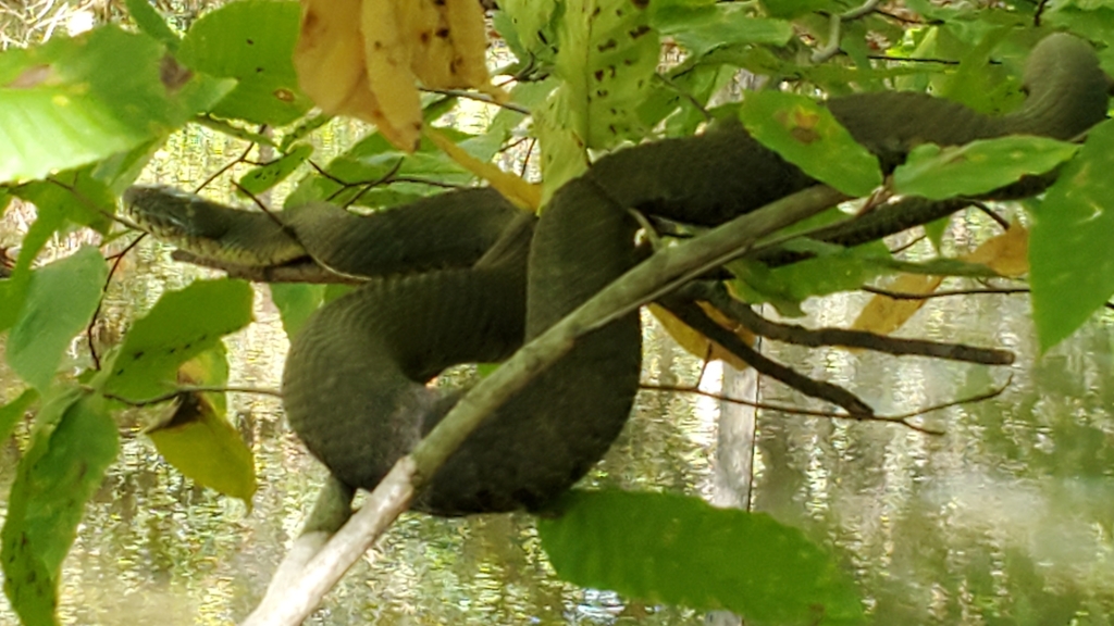 Northern Watersnake from Elkins Park, PA 19027, USA on October 21, 2021 ...