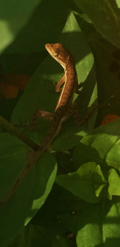 Grass Anole (Anolis auratus) - Snakes and Lizards