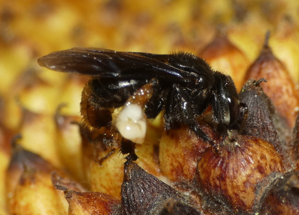 Spiny-legged Stingless bee from Zona rural de Paudalho - Pernambuco on ...